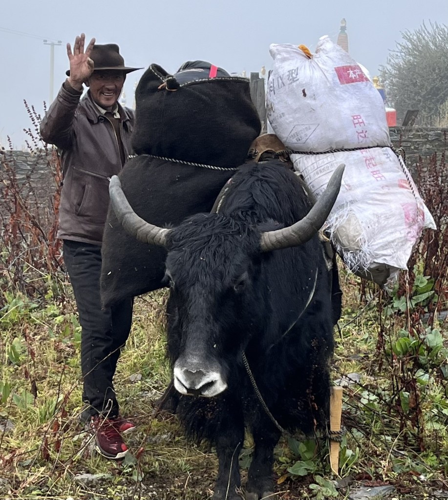 Yak Packing – Definitely Nomadic