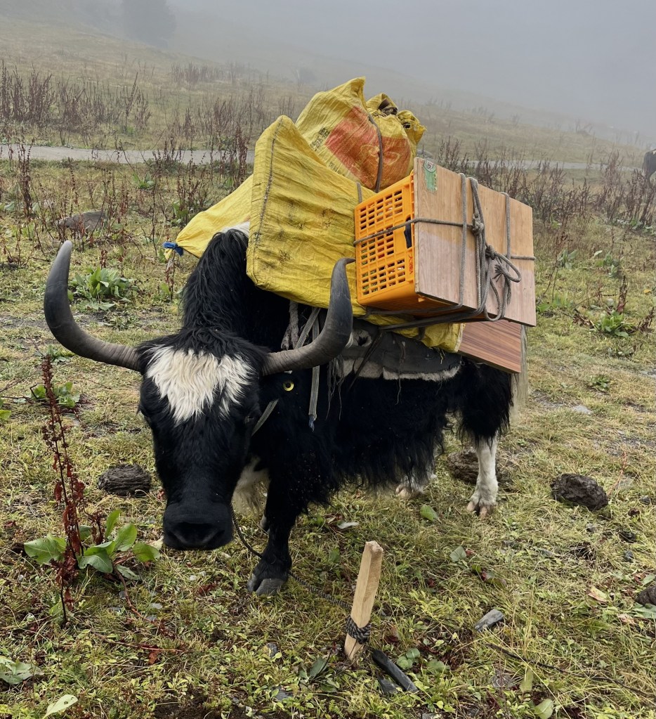 Yak Packing – Definitely Nomadic